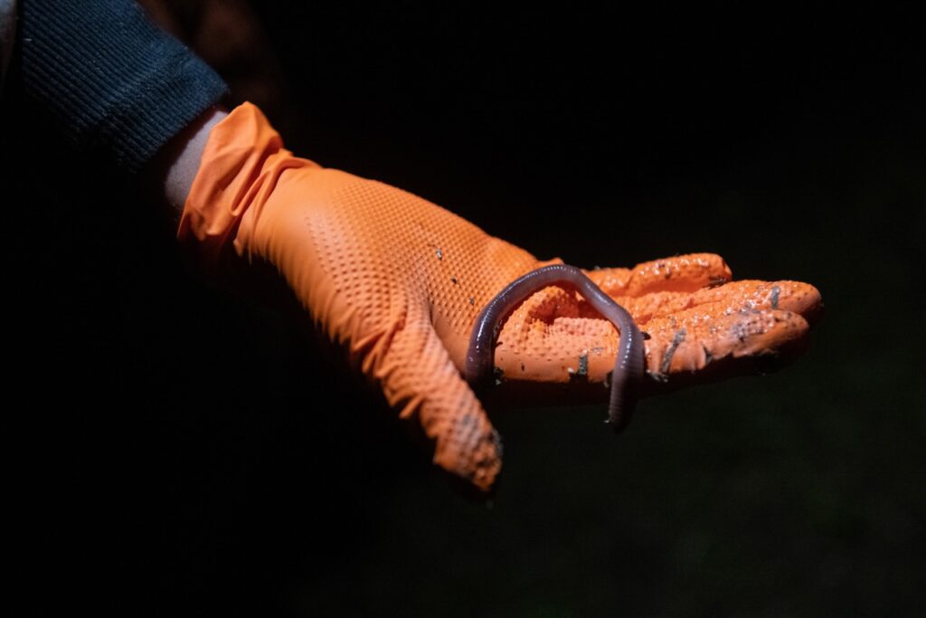 On the Hunt for Nightcrawlers in the Worm-Picking Capital of the World ...